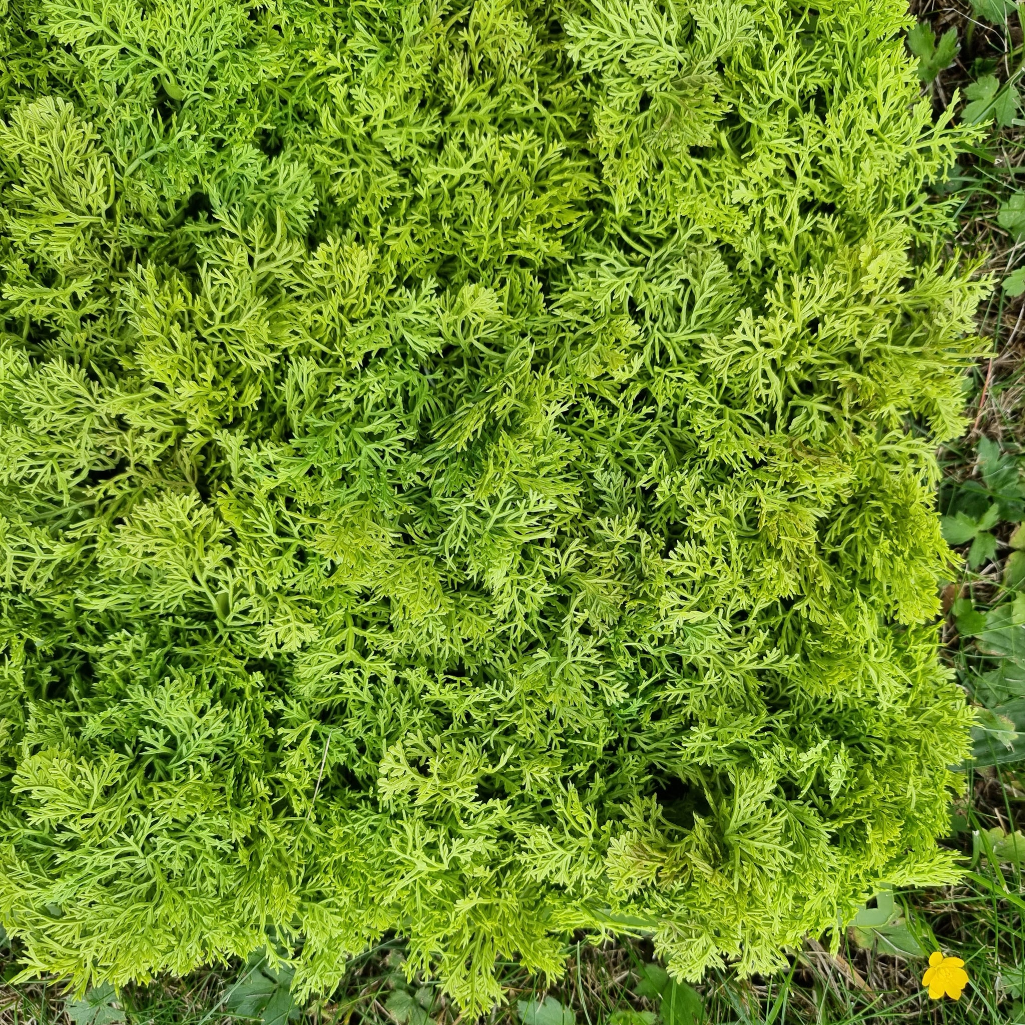 Artificial Moss Panel 50x50cm – Hedgedin